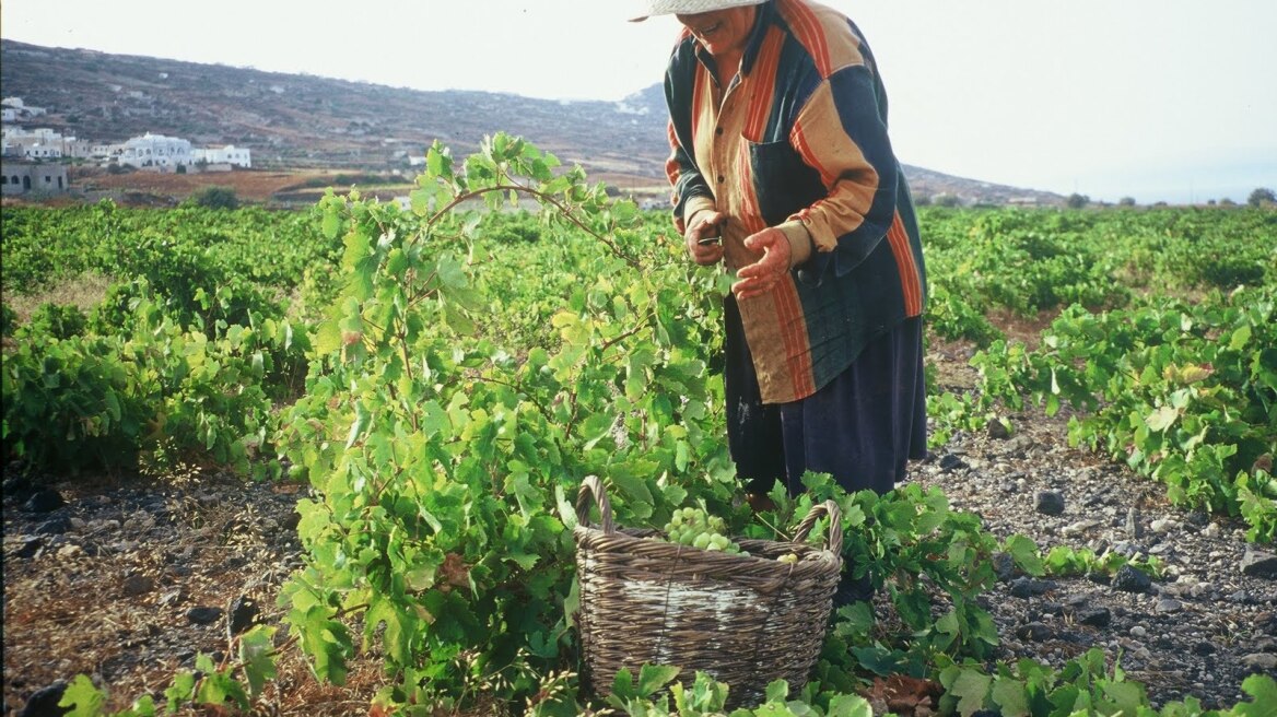 Αποζημιώνονται σήμερα από τον ΕΛΓΑ 2.631 αγρότες