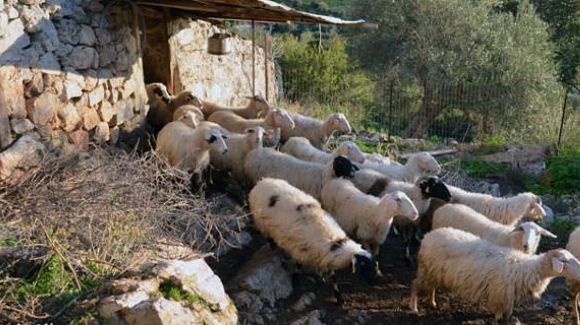 Αργολίδα: Ζωοκλέφτες γέμιζαν το μαντρί τους με κλεμμένα πρόβατα