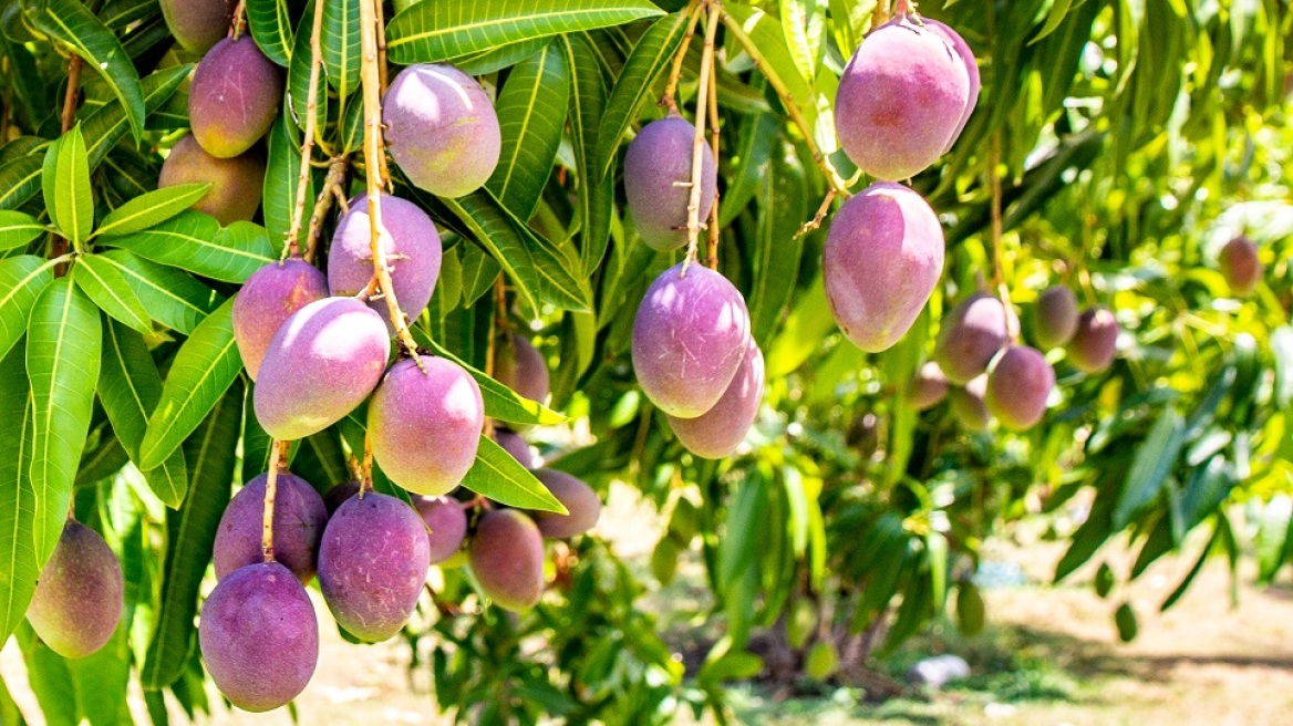 Τα πάντα για το κρητικό μάνγκο (+συνταγές)