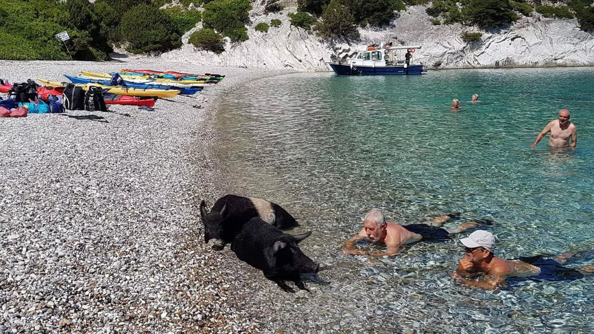 Σε αυτό το ελληνικό νησί τα γουρουνάκια κολυμπούν κάθε μέρα στη θάλασσα ...