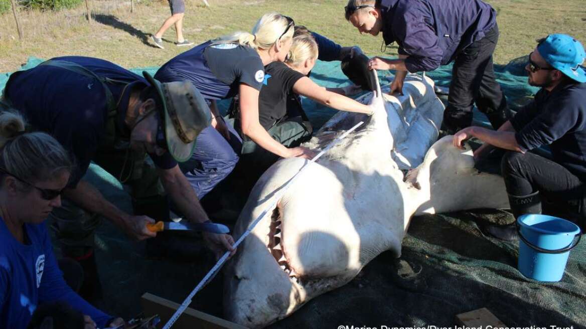 Great White sharks are being hunted by Killer Whales in South Africa ...