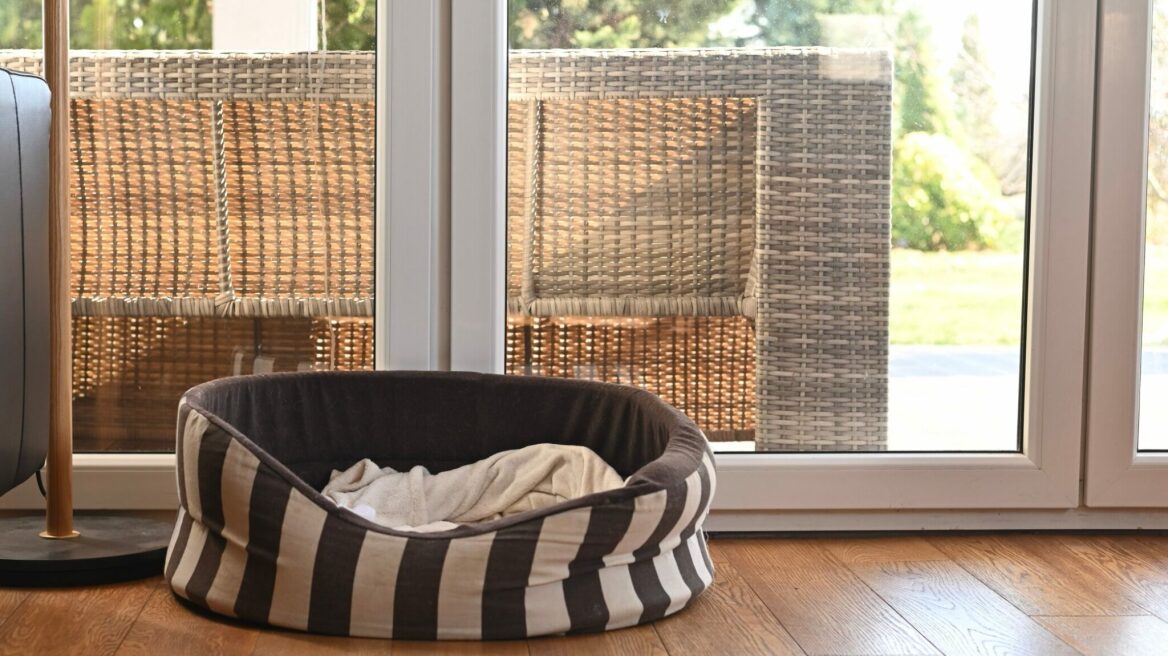 Τα πρώτα πράγματα που πρέπει να κάνετε αν κάποιος σας κλέψει τον σκύλο