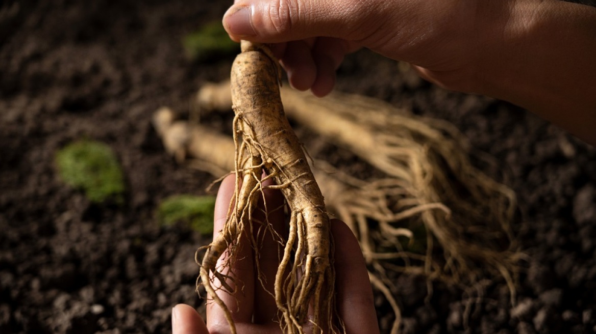 Ginseng (τζίνσενγκ): Η ρίζα των βασιλιάδων που έγινε καθημερινό προϊόν ...