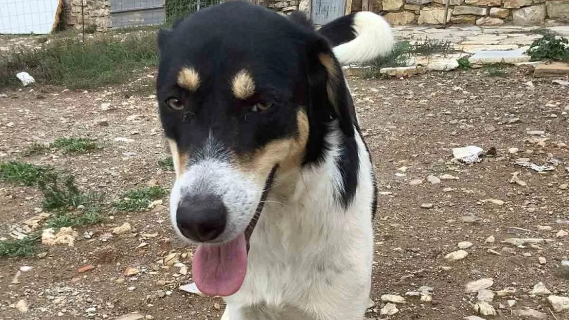 Η Ζιπ είναι ένα χαρούμενο και τρυφερό σκυλάκι- Ζει σε καταφύγιο και ...