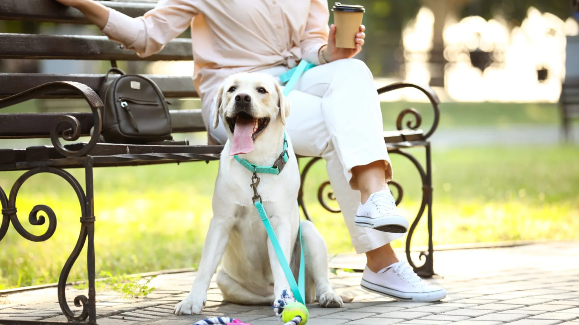 Βόλτα αποσυμπίεσης: Το νέο trend που λατρεύουν οι σκύλοι και προτείνουν ...