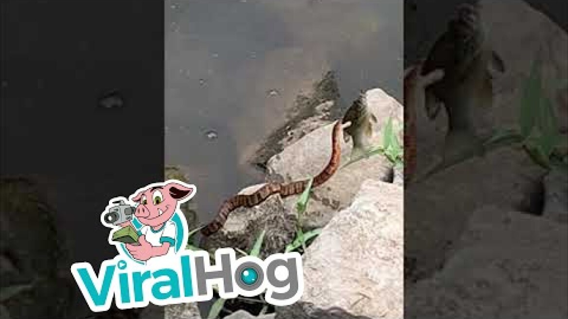WebTV - Snake Grabs Kids Bream While Fishing || ViralHog