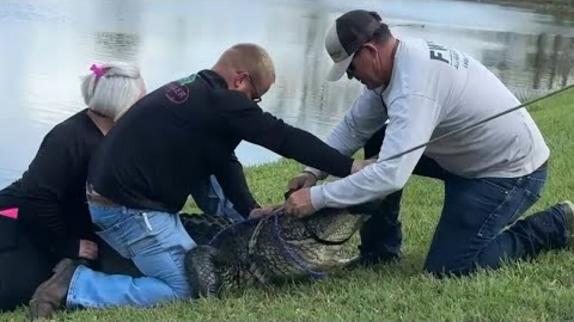 WebTV - Florida alligator attack: 85-year-old woman walking dog killed ...