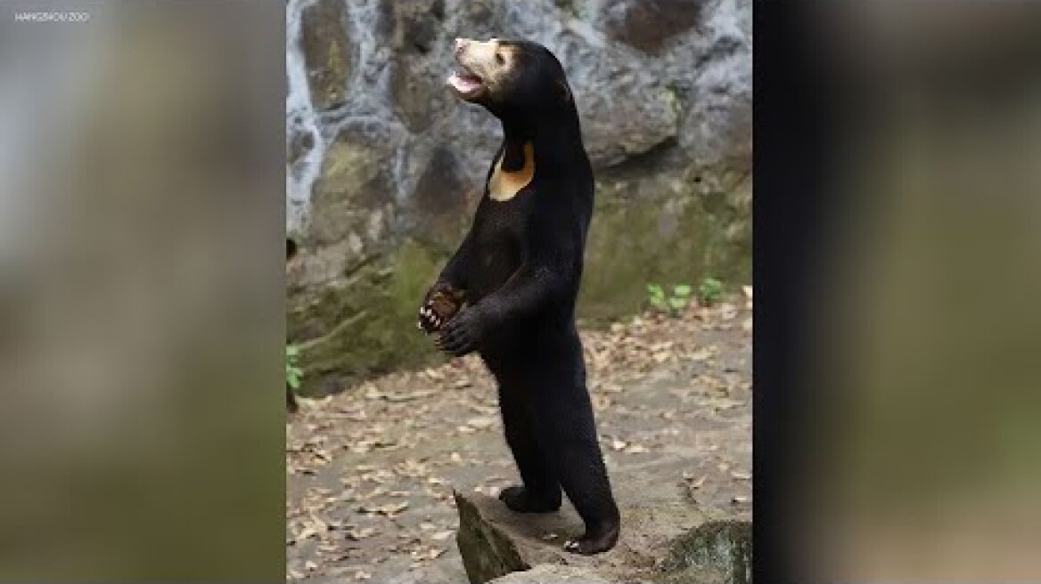 WebTV - Malayan sun bears at China zoo cause internet frenzy for their humanlike behavior